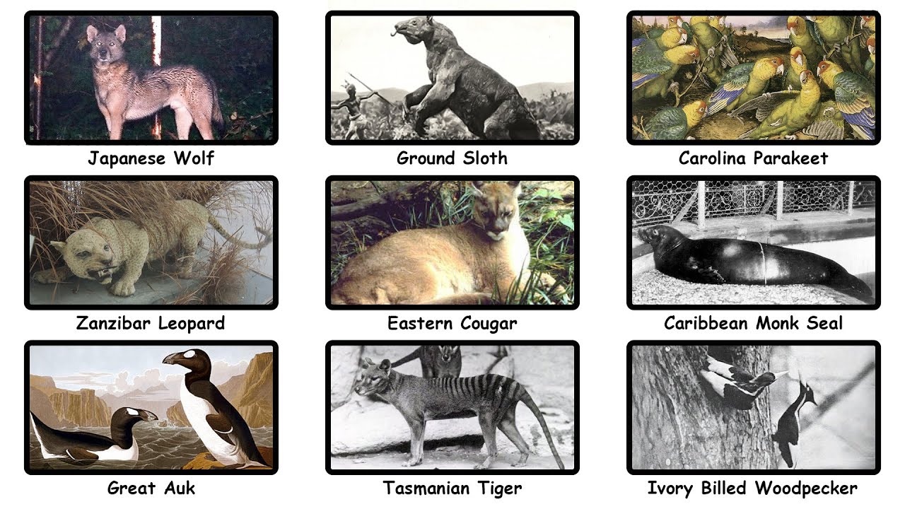 Every Extinct Animal That Might Still Be Alive - YouTube