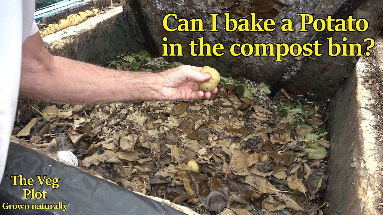 baking a potato in a compost bin. Possible? - YouTube