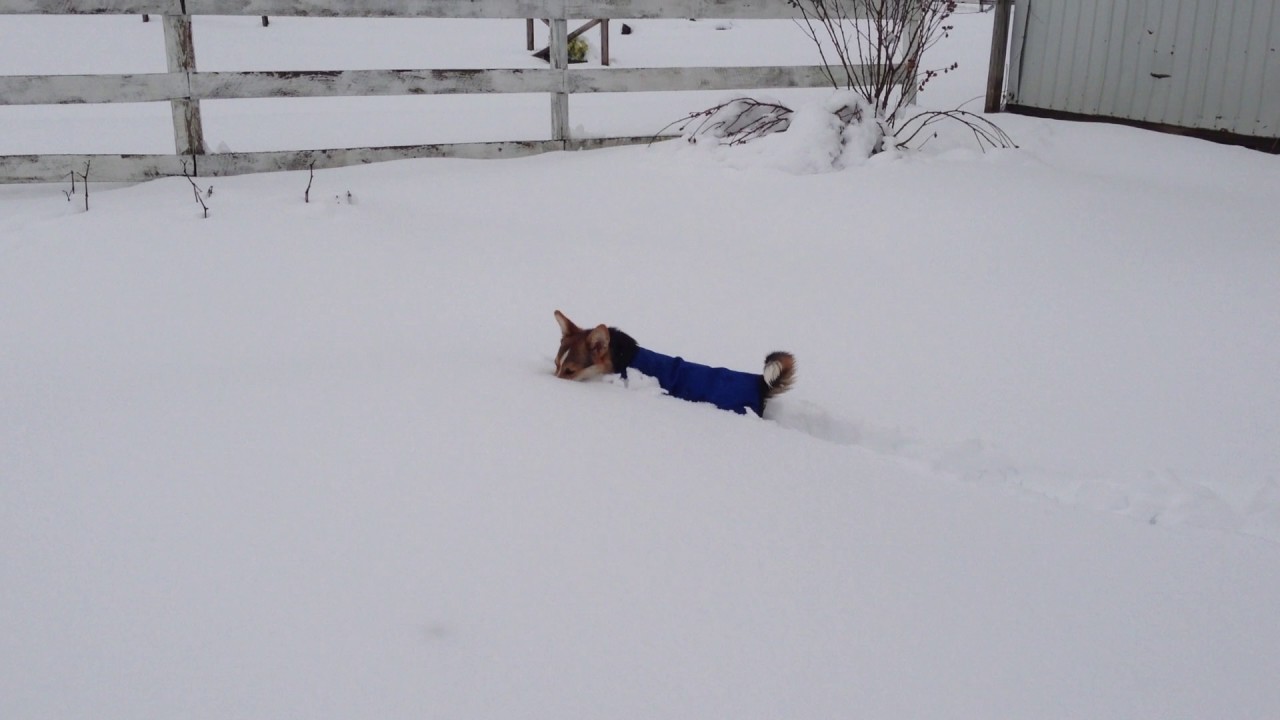 Corgi snow hops - YouTube