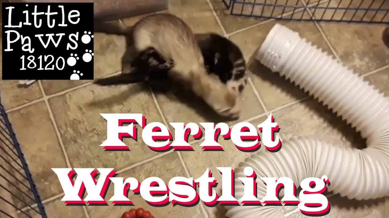 Monday Ferret Playtime, Wrestling - YouTube