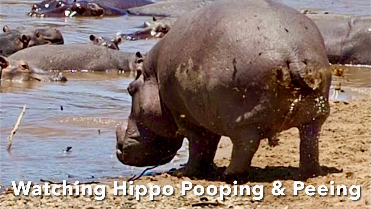 Watching Hippo Pooping & Peeing (Kenya Safari) - YouTube