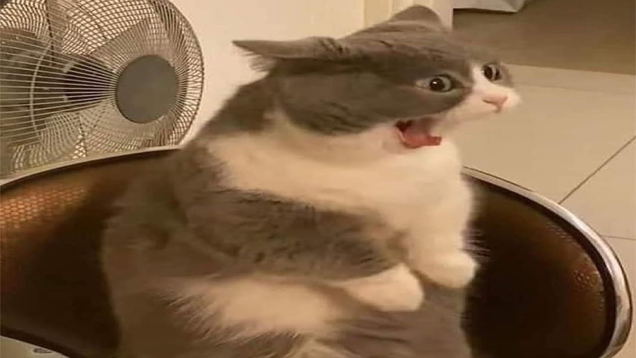 Gatos Graciosos - Videos de Risa de Gatos Chistosos # 58 - YouTube