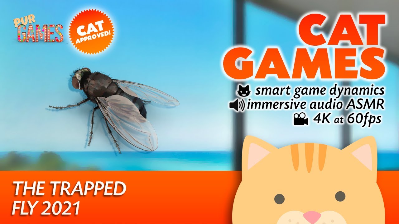 CAT GAME: The Trapped Fly! New game 2021! CAT APPROVED - YouTube
