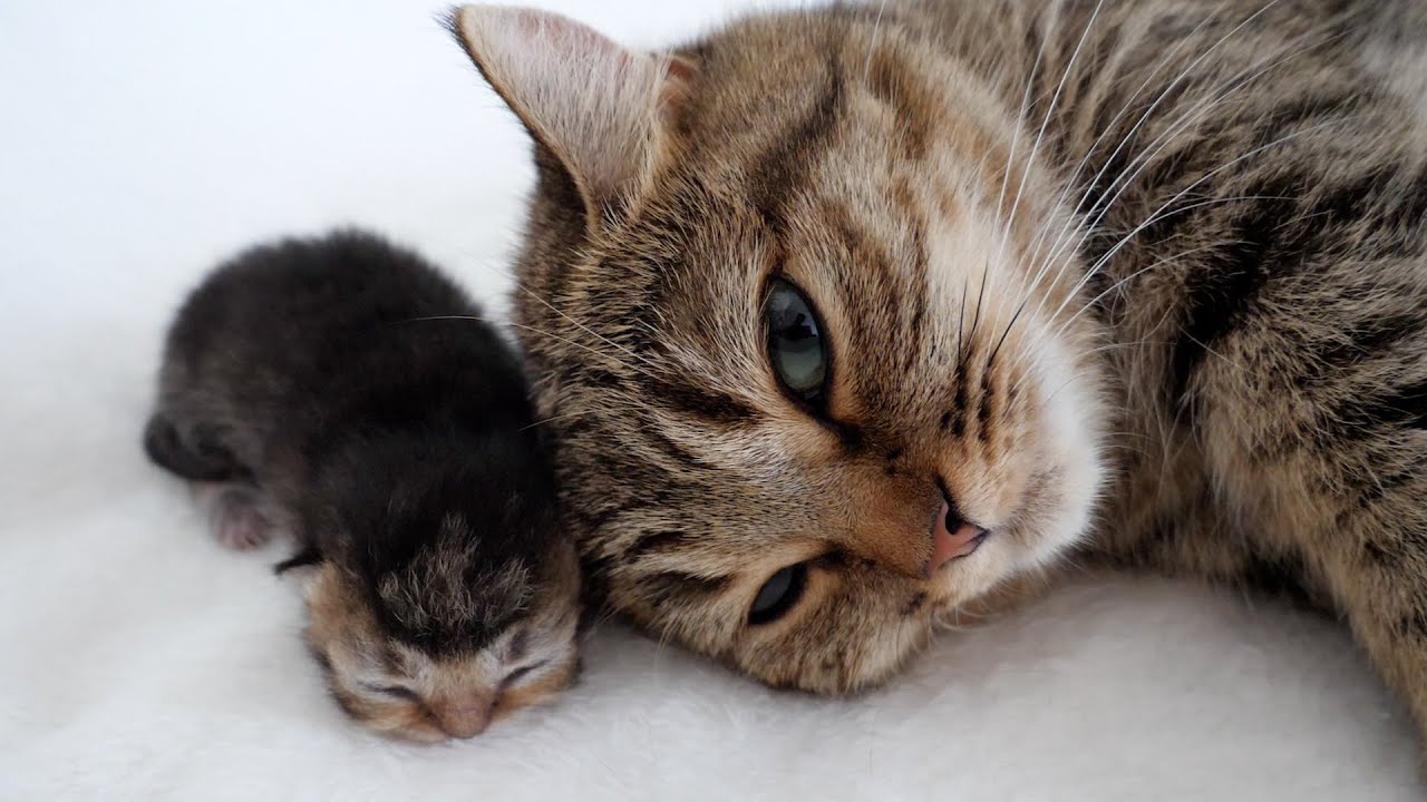 Mother cat Lili and baby kitten sleeping cheek to cheek. - YouTube