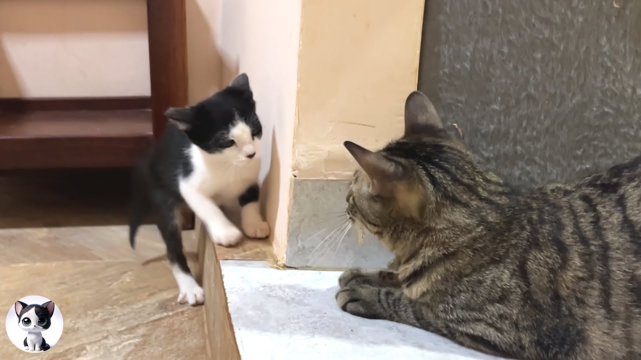 As a result of a rescued kitten judging the personality of a big cat ...