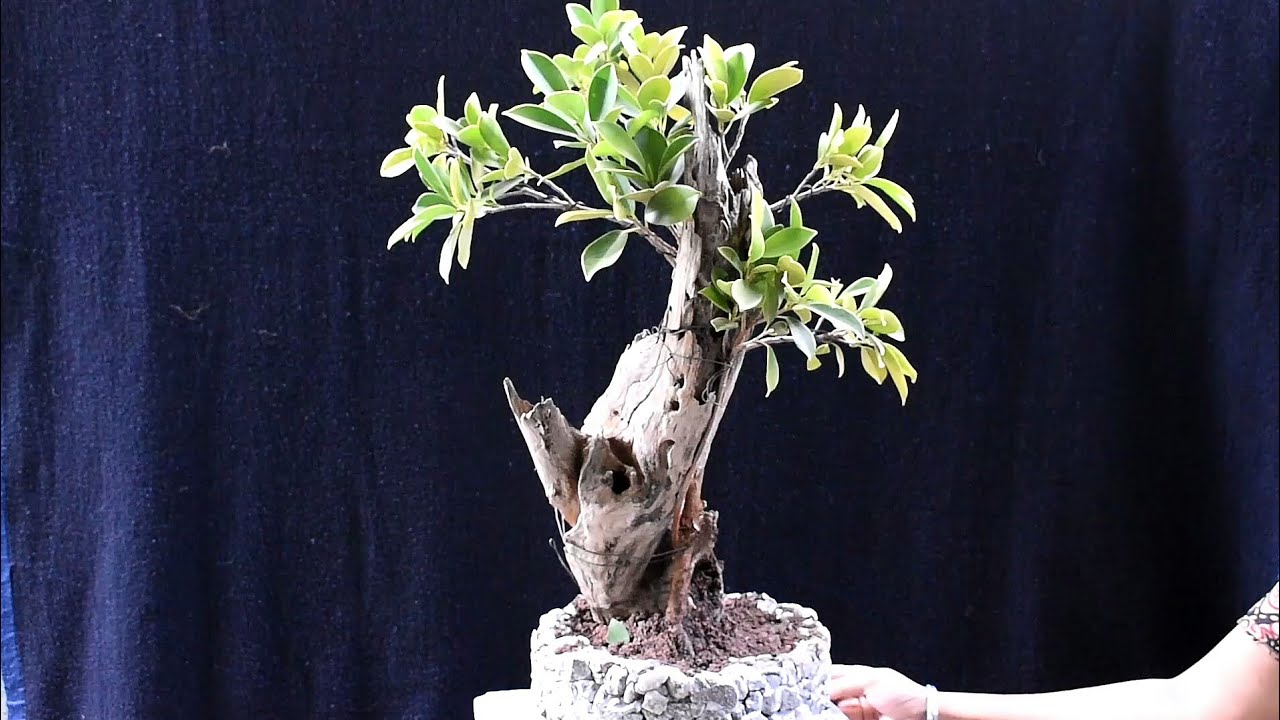 Tanuki Bonsai Making | Tanuki Bonsai Tips | Making of Tanuki Bonsai ...