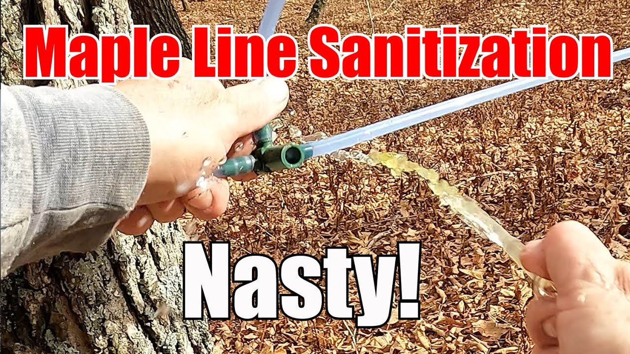 Our Maple Lines Have Nasty Stuff in Them - YouTube