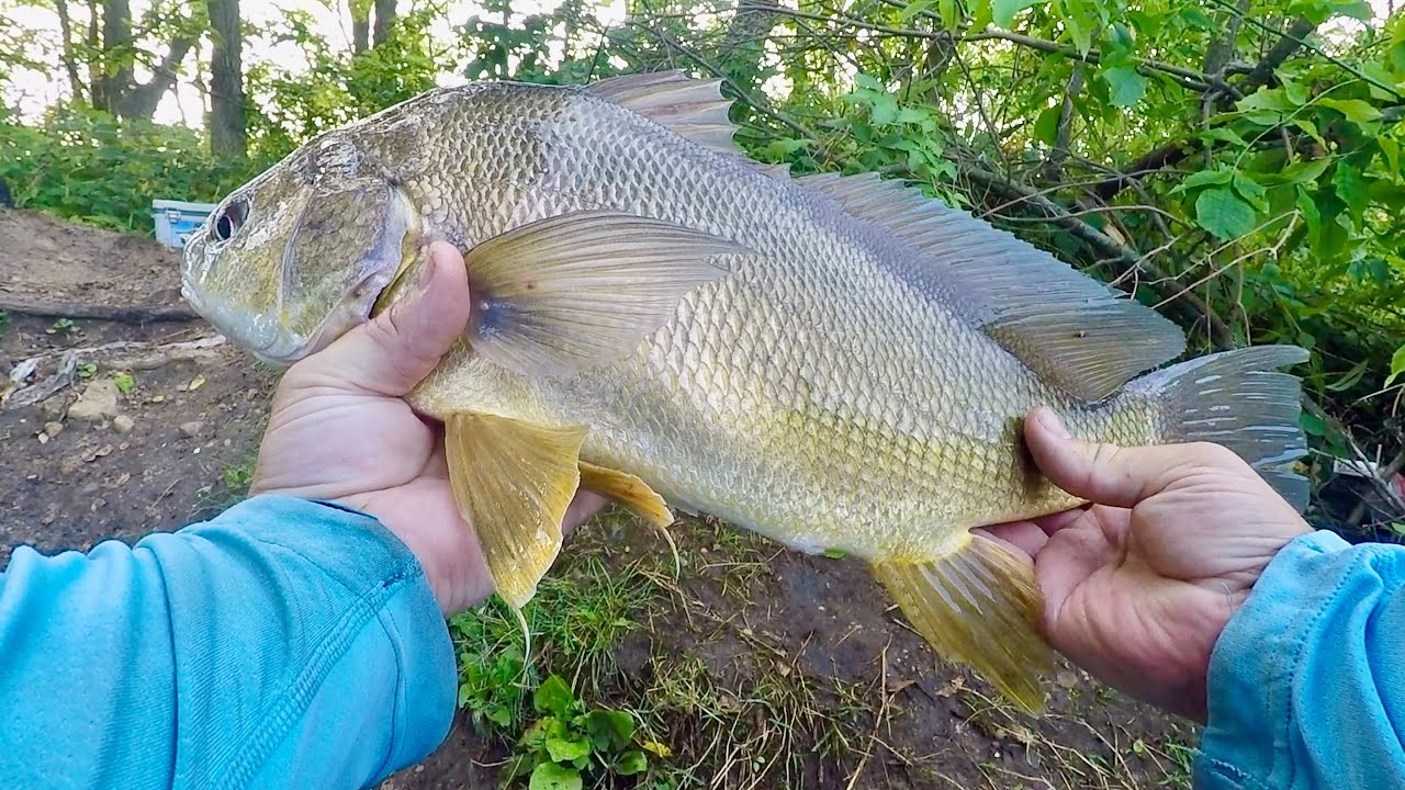 These Fish Can TALK! - YouTube