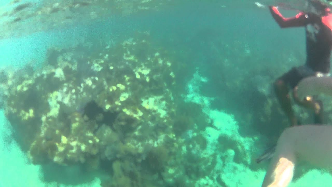 Culebra coral reef snorkeling - YouTube