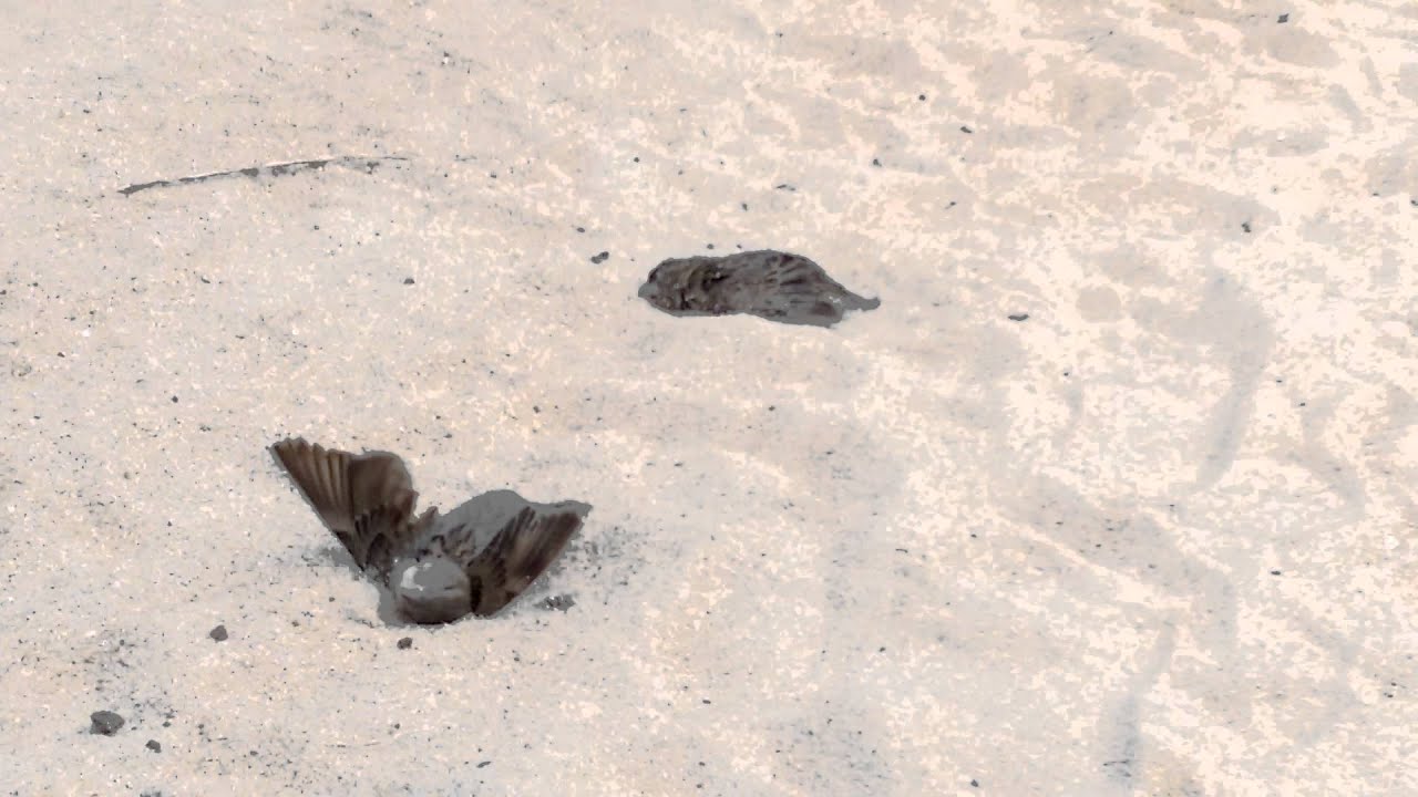 Sand Bathing Birds - YouTube