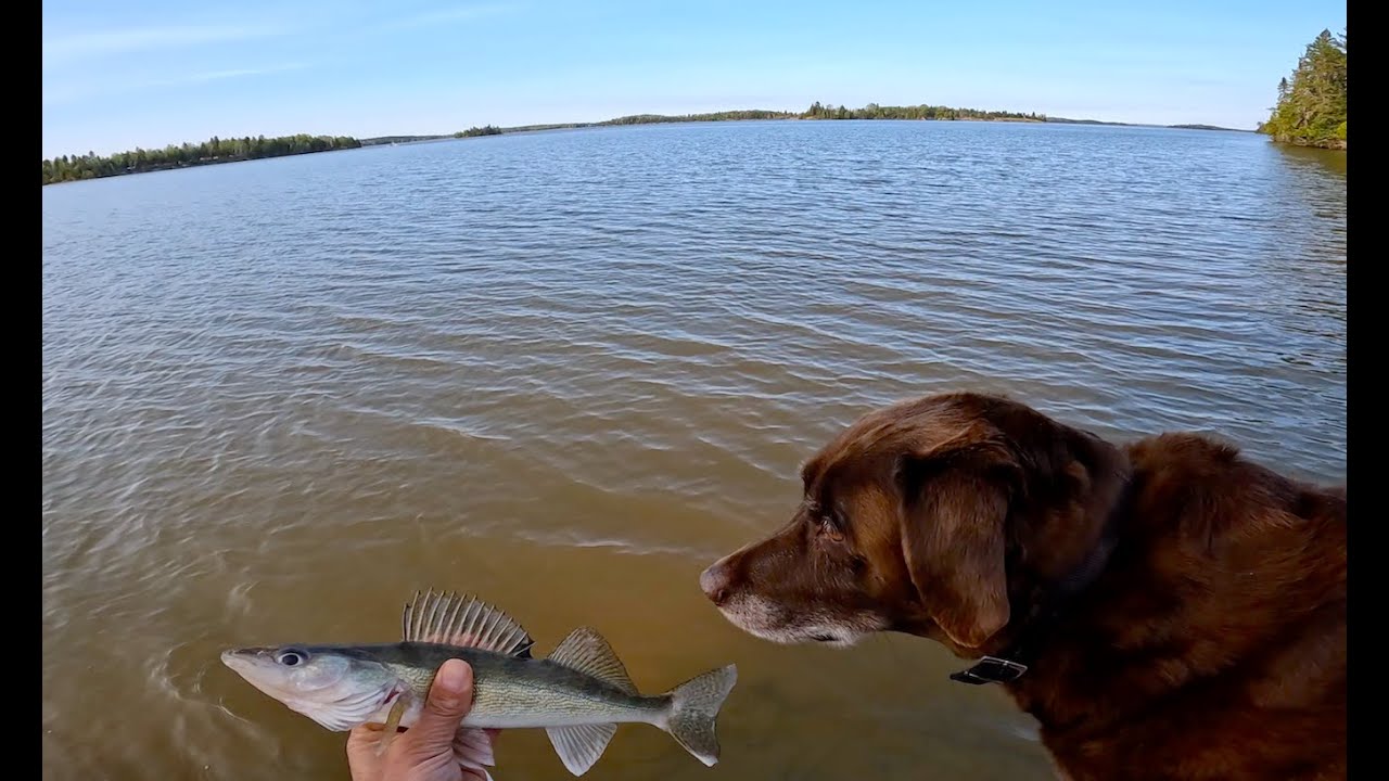 Walleye With My Dog. - YouTube