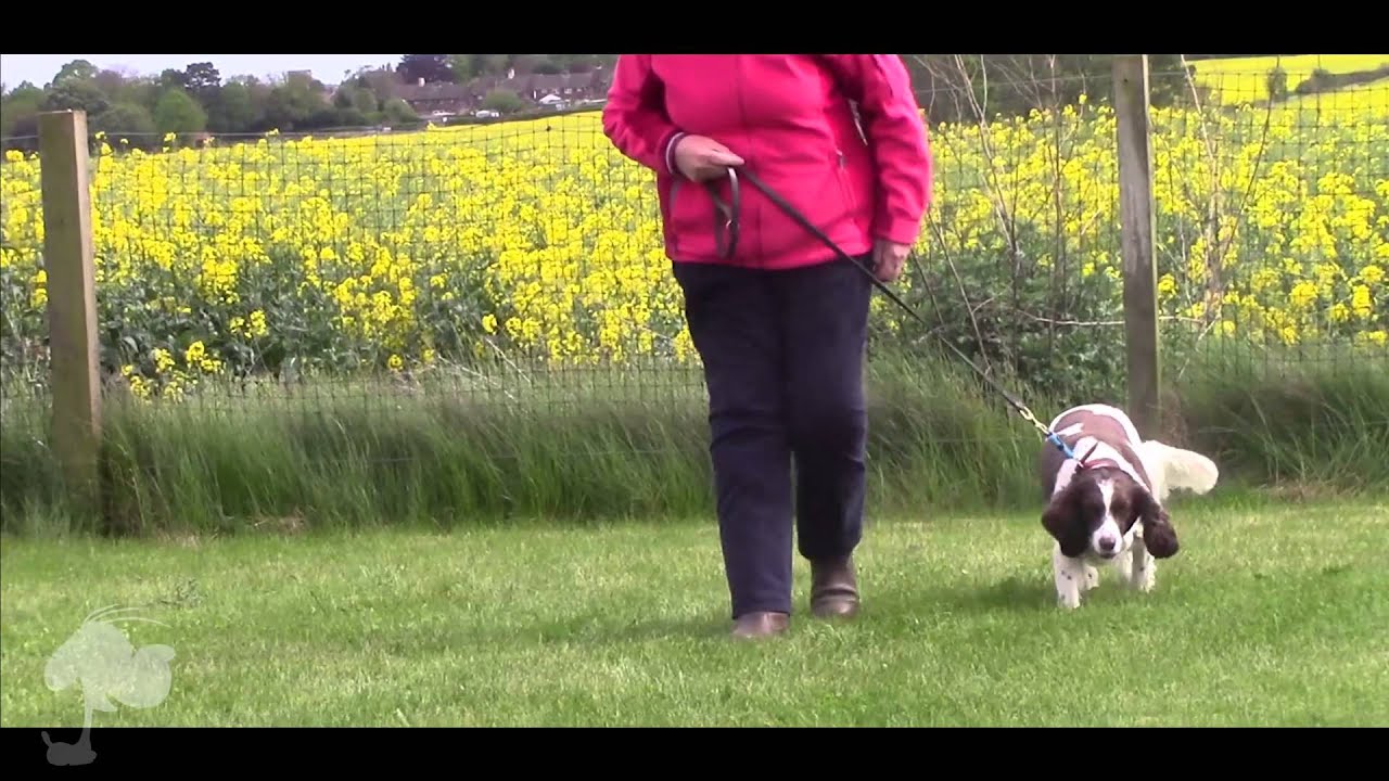 Talking Dogs Rally | Fun Dog Training | www.watchmychops.com - YouTube