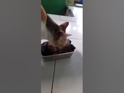 Kucing gembul bersama temanya kucing belang minta makan lucu yaa - YouTube