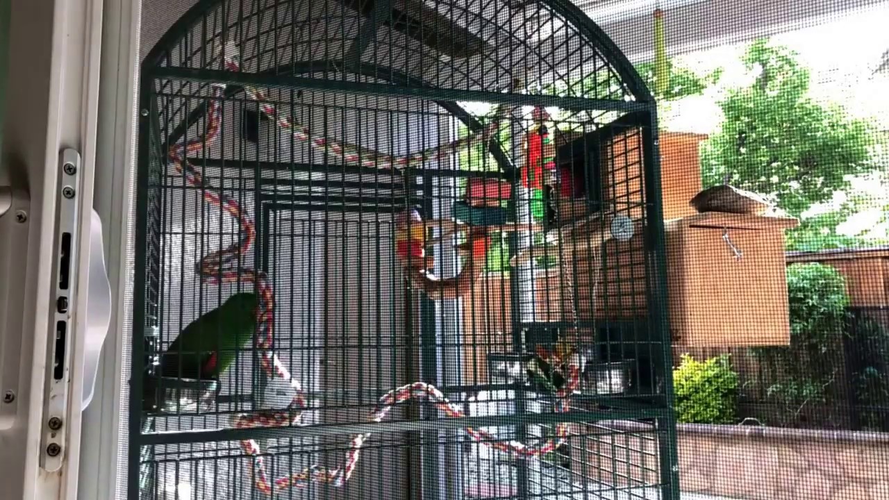 Eclectus Parrots Finally discover and use Nest Box! April 28, 2018 ...