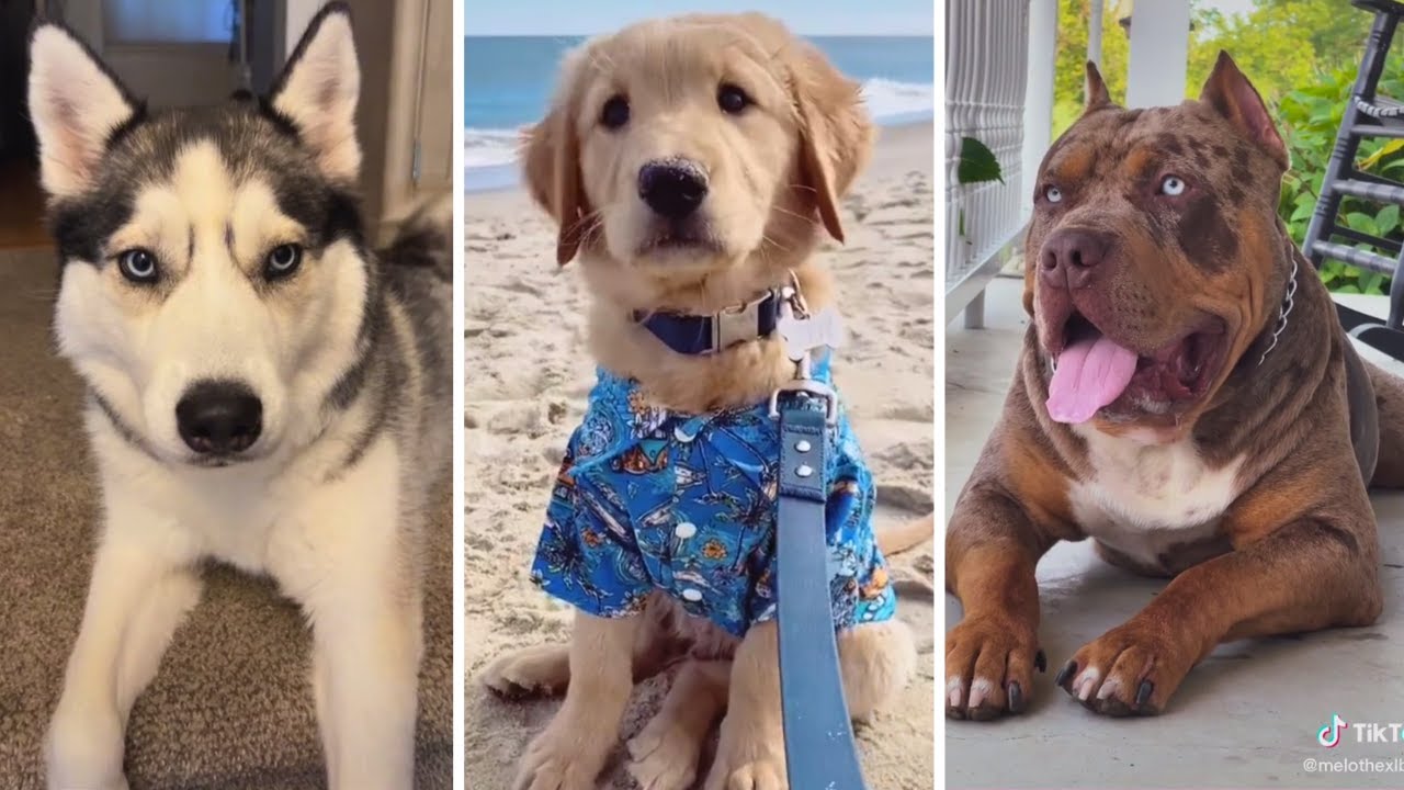 Funny Dogs: The Ultimate Compilation 🐶 (Dogs that will make you laugh ...