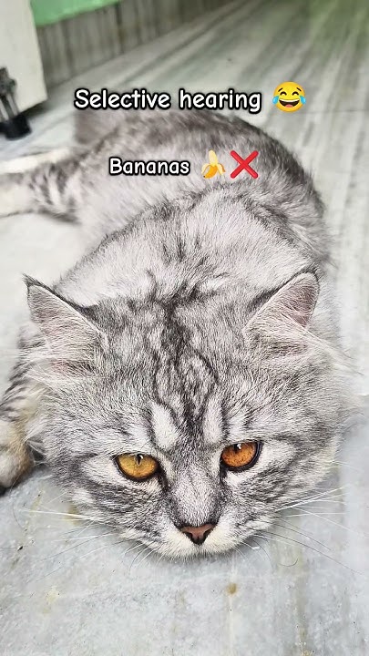 My cat has selective hearing #shorts #cat #funny #catlover #catvideos # ...