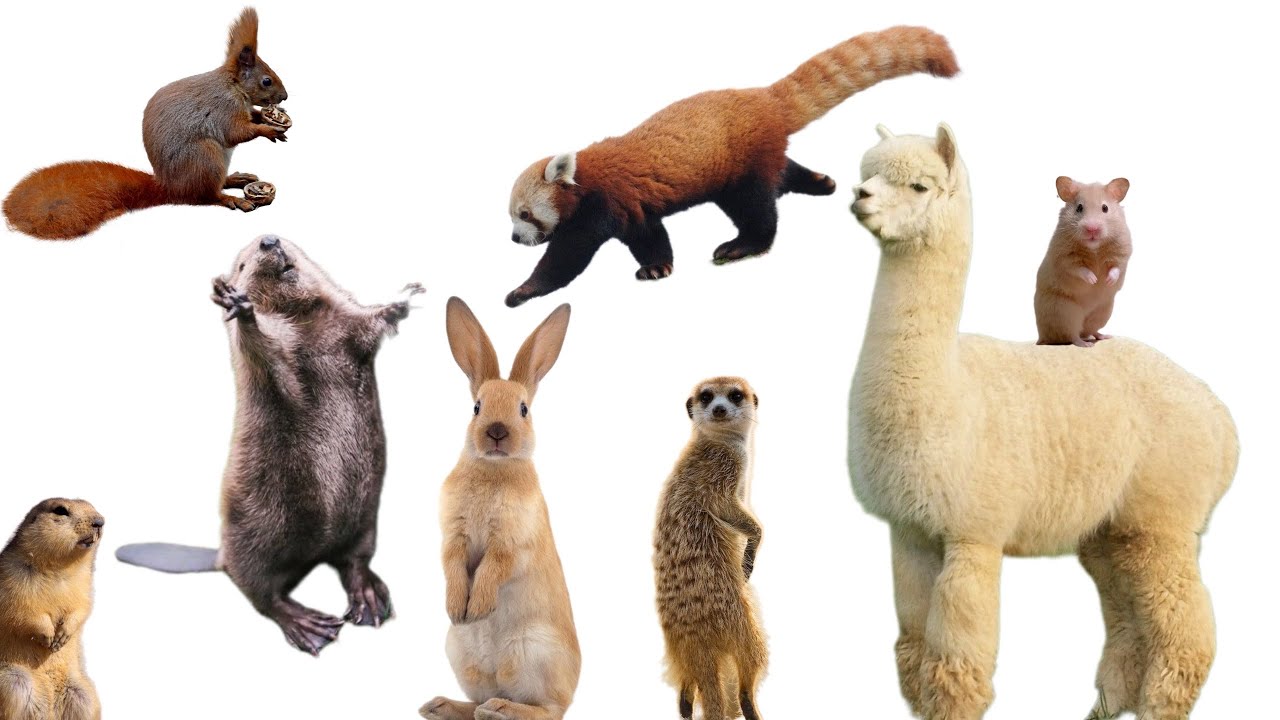 ANIMAL SOUNDS: Rabbit, Squirrel, Ground Squirrel, llama, Meerkat, Rad ...