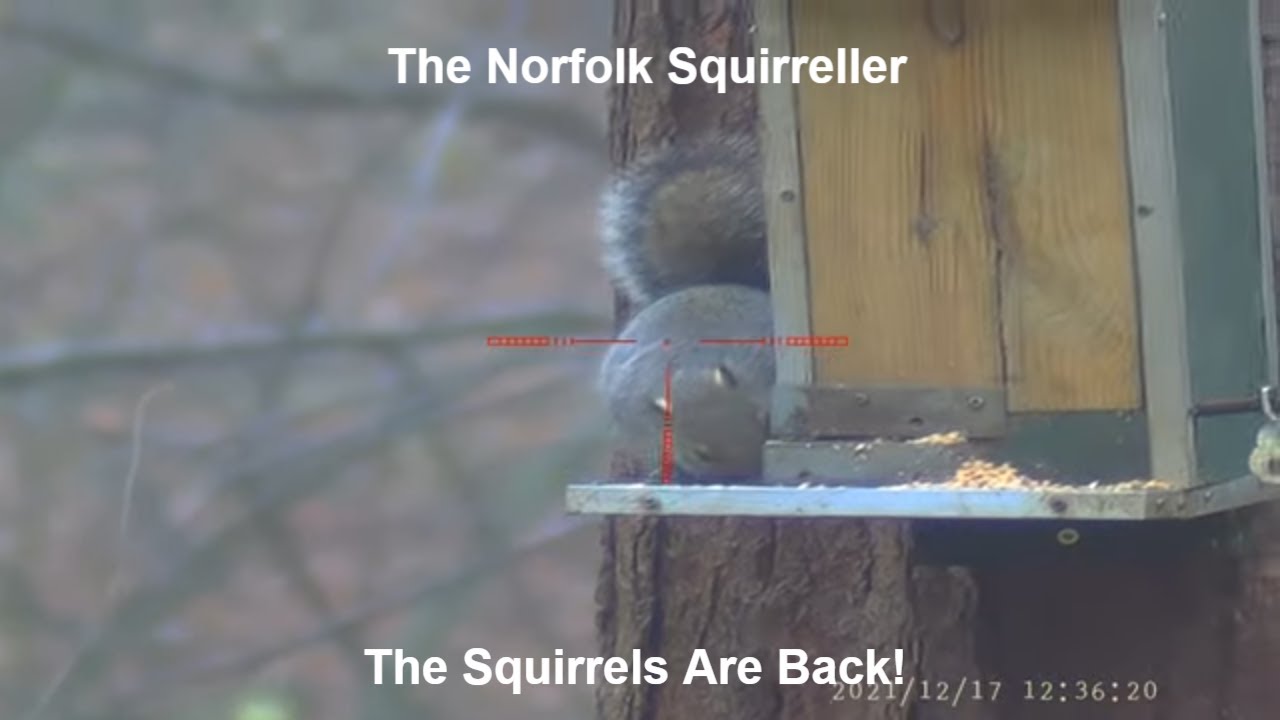 The Squirrels Are Back! - YouTube