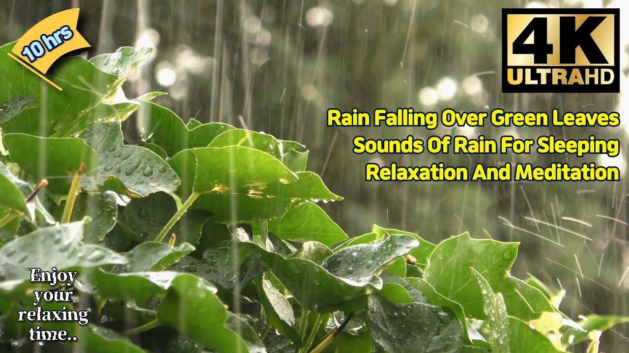 Rain Falling Over Green Leaves, Sounds Of Rain For Sleeping ASMR ...