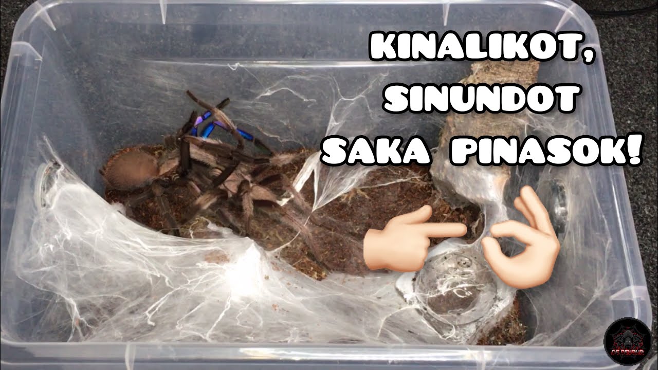 Tarantulang kuryente at mini GBB pairing video - YouTube