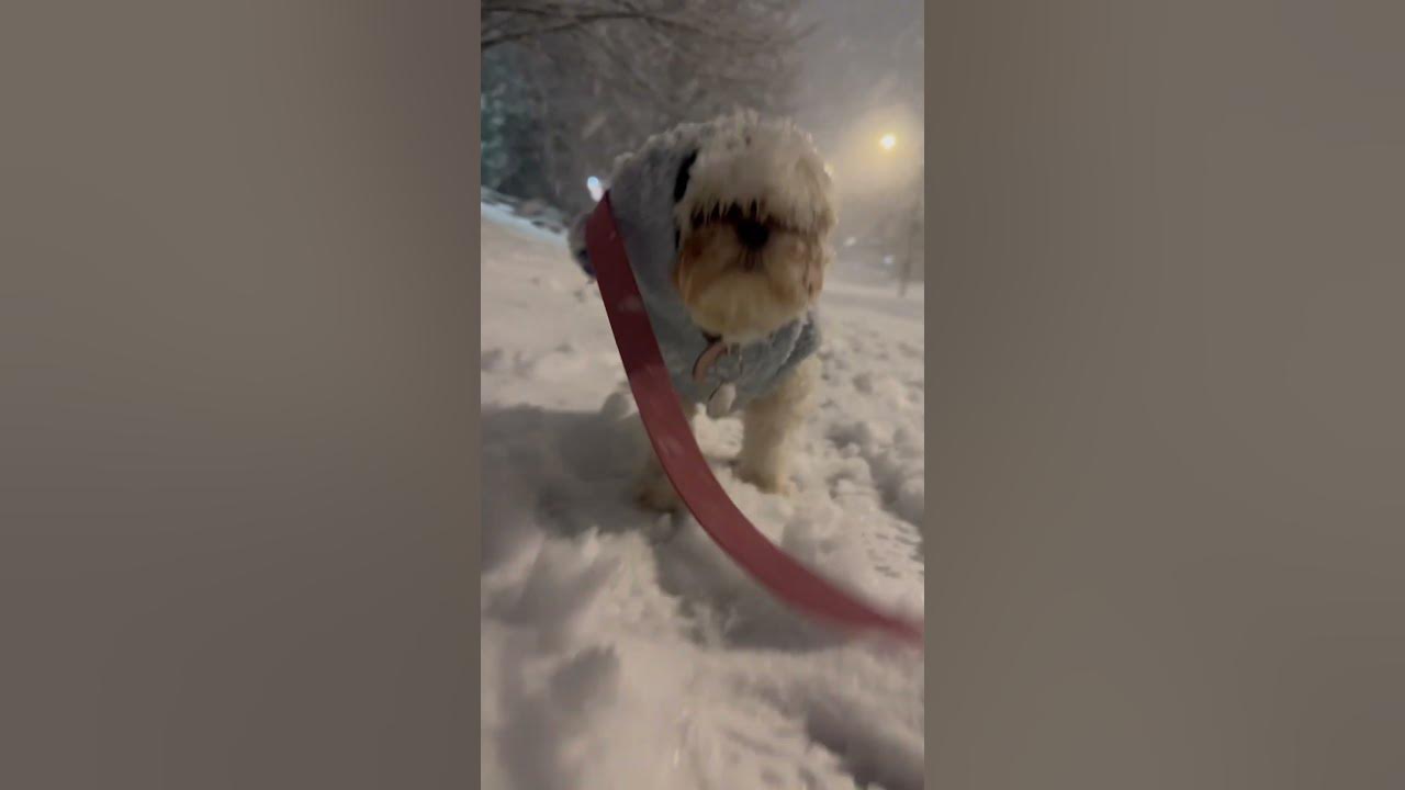 Alice And Dinah Had Fun In The Snow ️ They Surprised Me By Wanting To Explore In The Snow⛄️