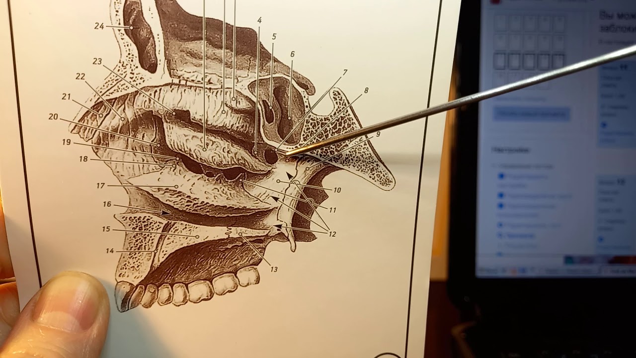 Facial Skull Bone Test - YouTube