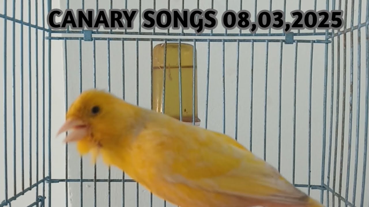 Singing Canary Singing Canary How Canary Sings Training - YouTube