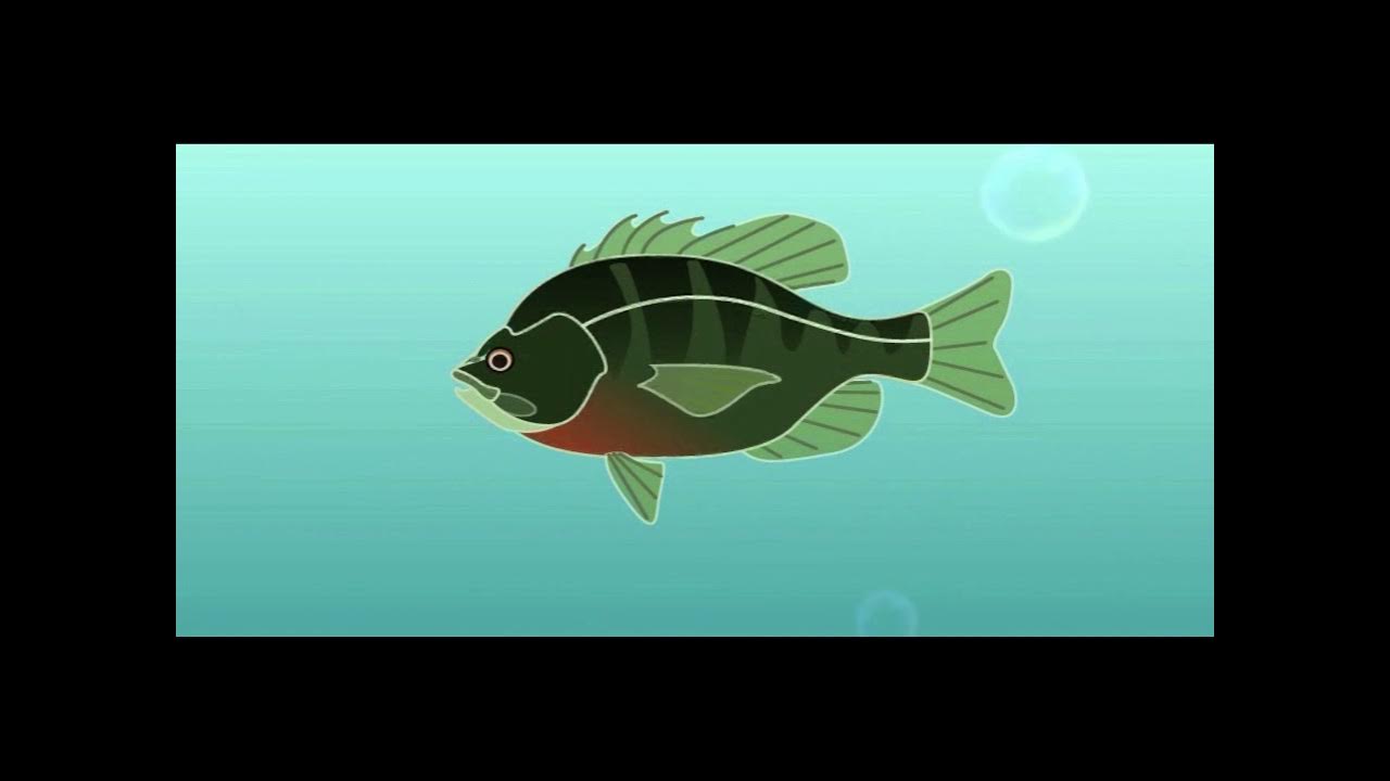 Aquatic Ecosystems Study Jams - YouTube