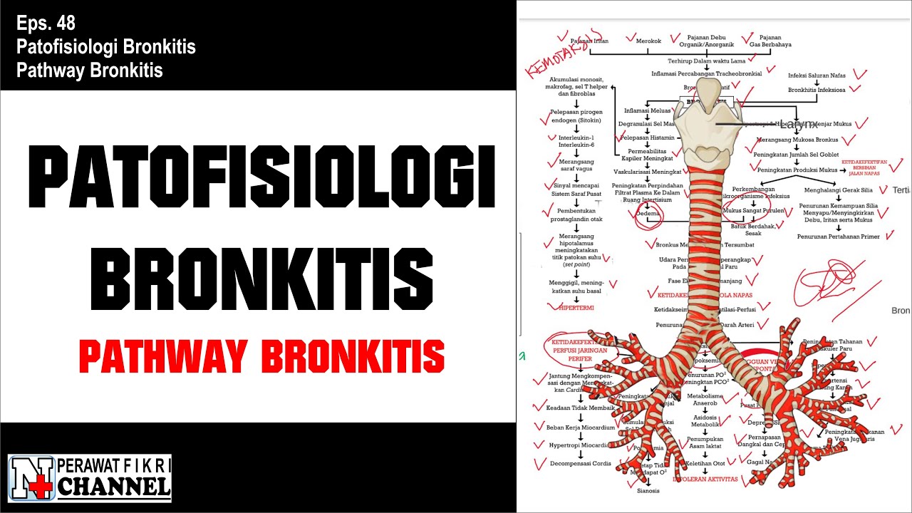 Patofisiologi Bronkitis I Pathway Bronkitis i Download File Cek Link Di ...