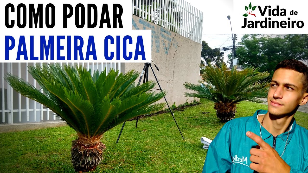 Como Podar Palmeira Cica | Cyca Revoluta | JEITO CERTO! - YouTube