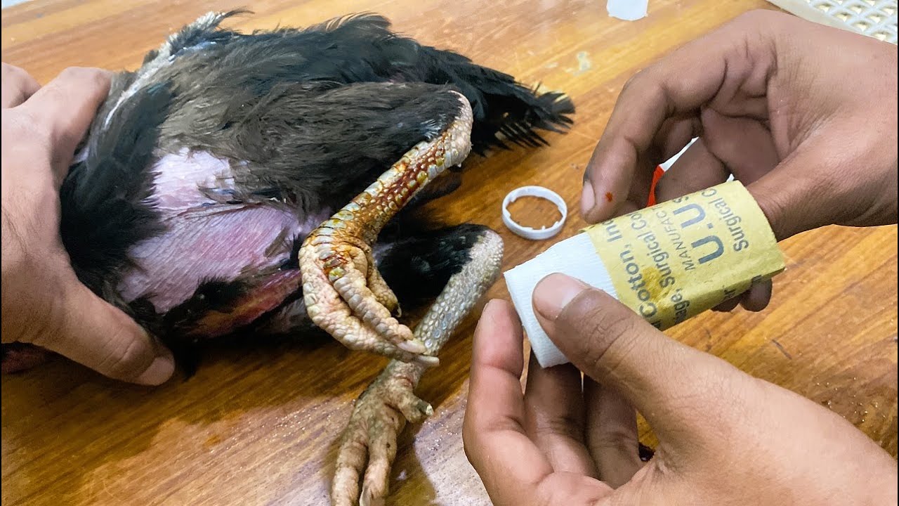 Preventing Hen Leg Dieses Treatment - YouTube