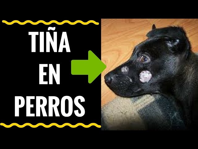 Puedes Contraer La Tiña De Los Perros