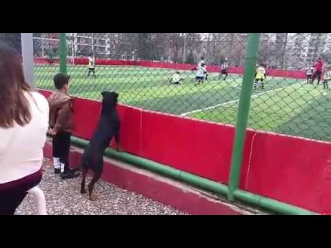 Köpeğe bak😀