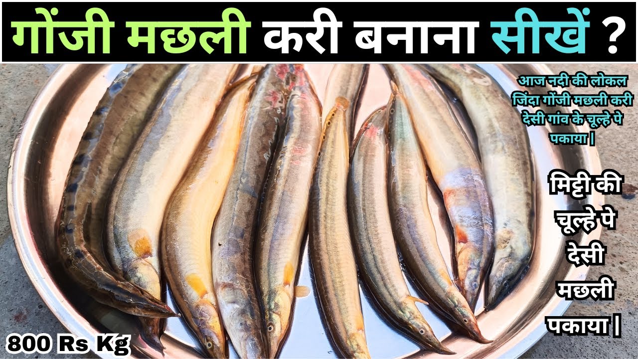 गोंजी मछली मेरे तरीके से देसी चूल्हे पे बनाइये,5 थाली अकेले खाओगे ...