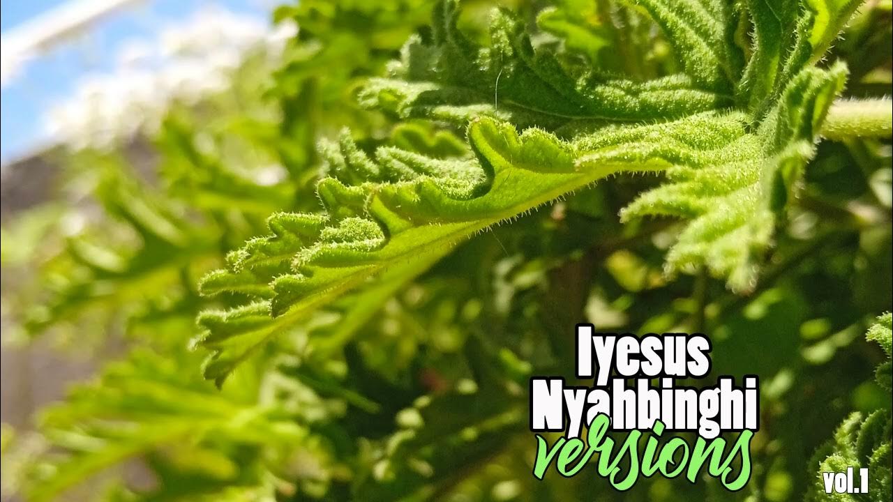 Nyahbinghi version 7 - YouTube