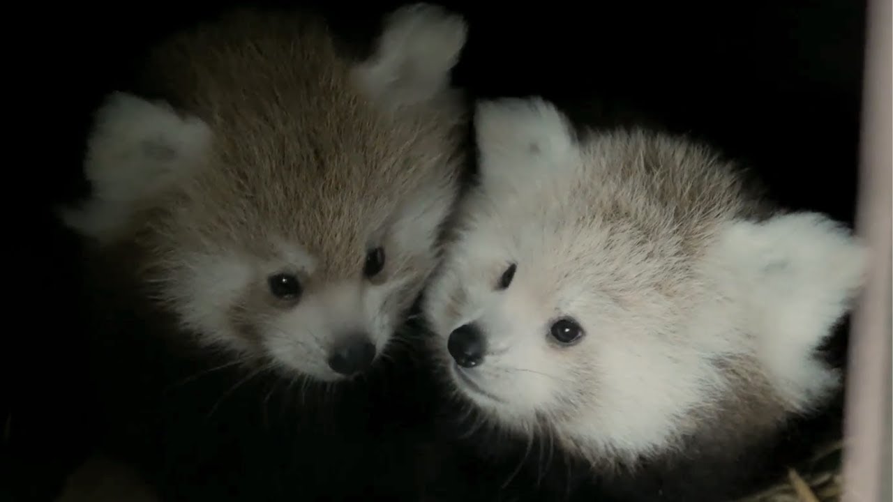 Animal Red Panda Cub CUTENESS OVERLOAD: New Red Panda Cub At Lansing's