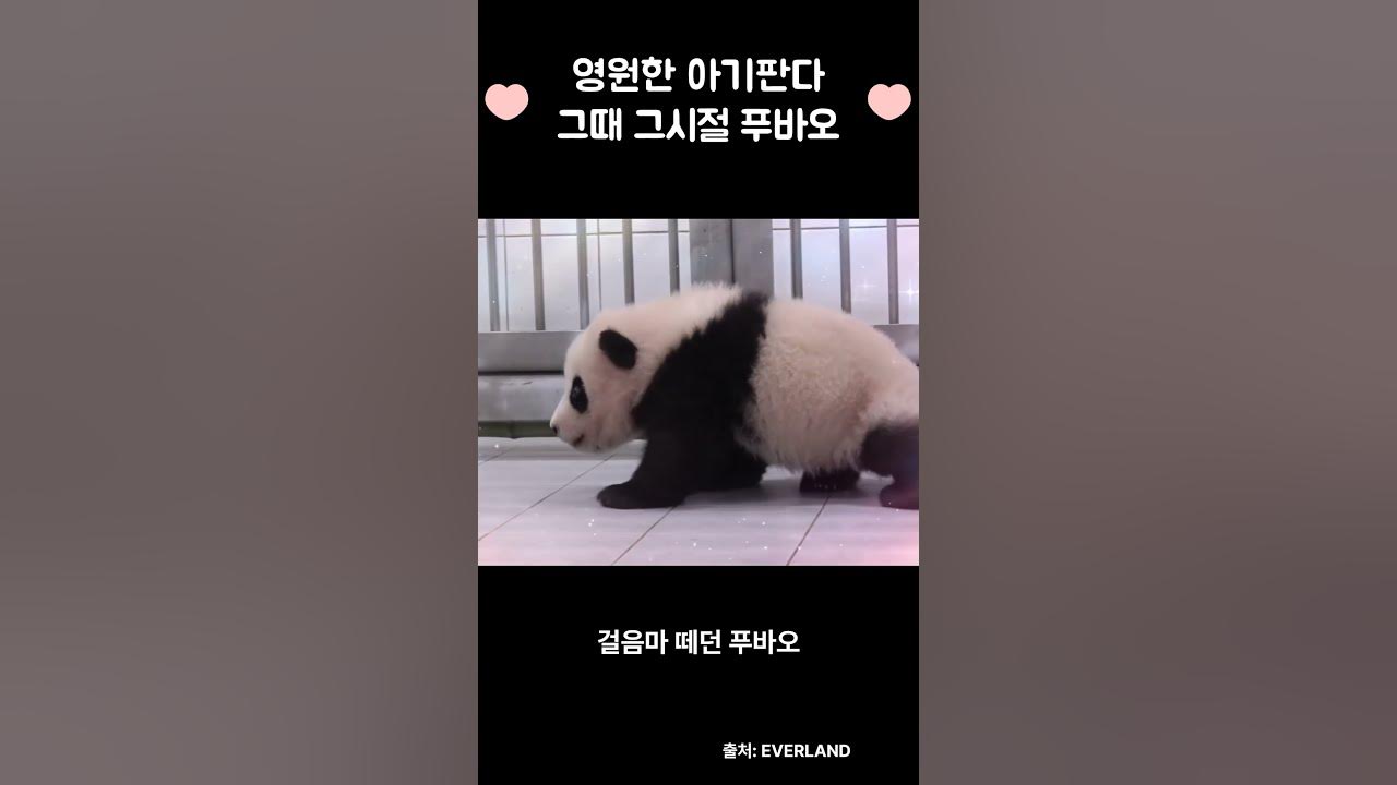 우리의 영원한 아기판다 그때 그 시절 푸바오♥ 아기판다 푸바오 러바오 루이바오 아이바오 후이바오 Youtube