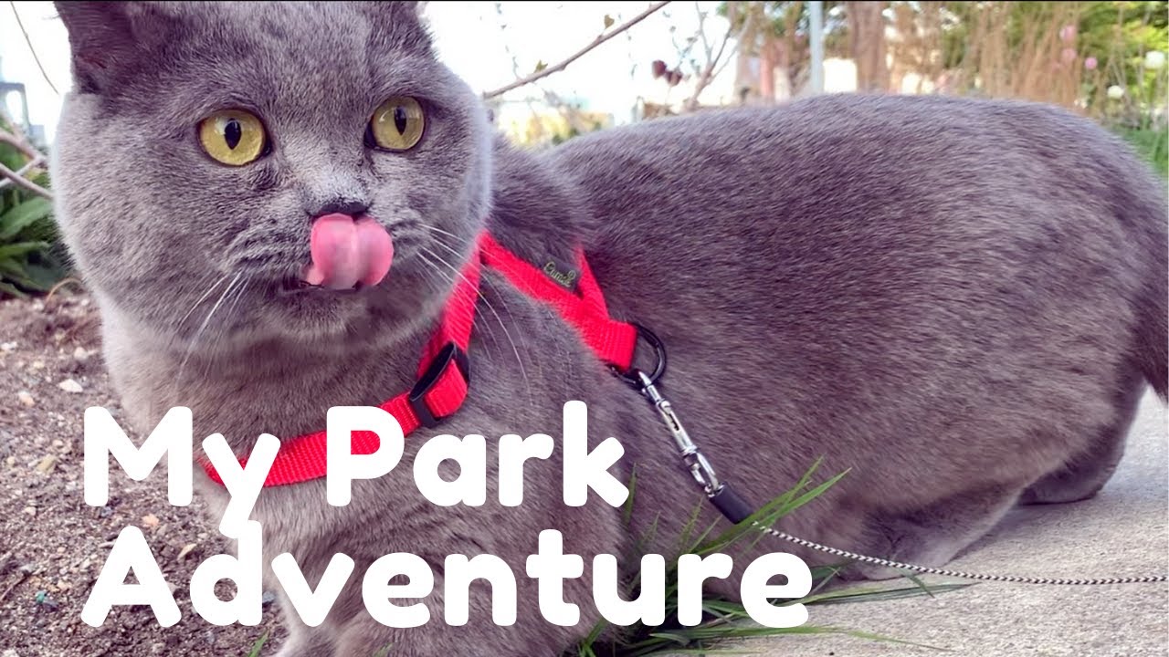 Drogo The British Shorthair Cat - Park Adventure - YouTube