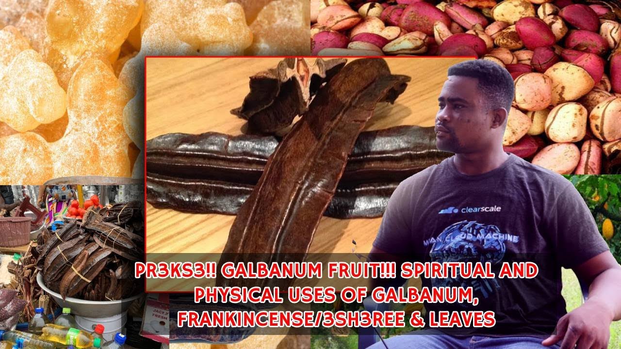 PRƐKƐSƐ!! GALBANUM FRUIT!!! SPIRITUAL AND PHYSICAL USES OF GALBANUM ...