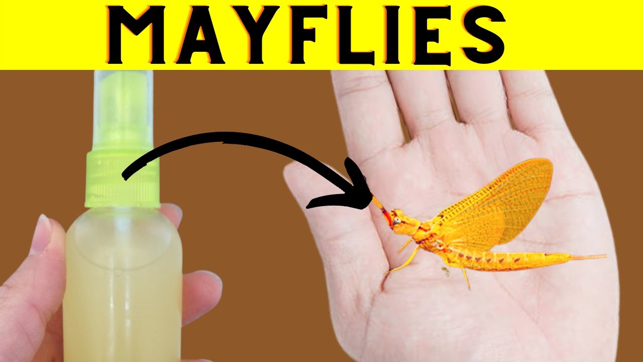 How to Get Rid of Mayflies With alcohol | Home remedy | DIY Cure - YouTube