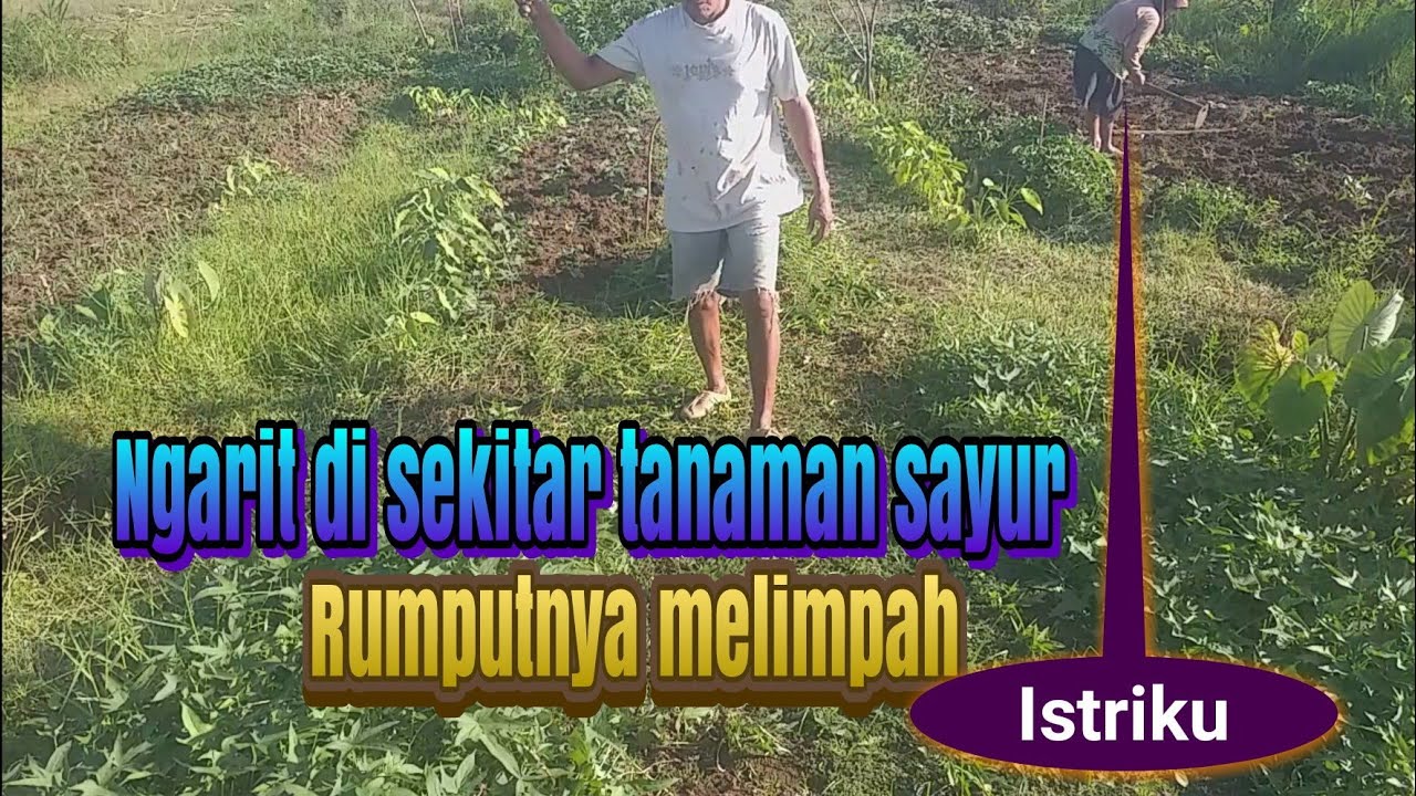 ngarit di sekitar tanaman sayur rumput melimpah. - YouTube