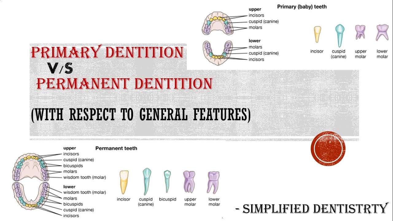 Differences between Primary and Permanent Dentition - YouTube