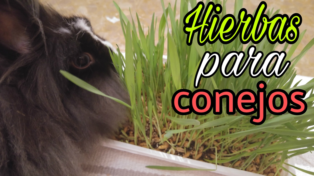 HIERBA TRIXIE para CONEJOS / HUERTO en CASA - YouTube