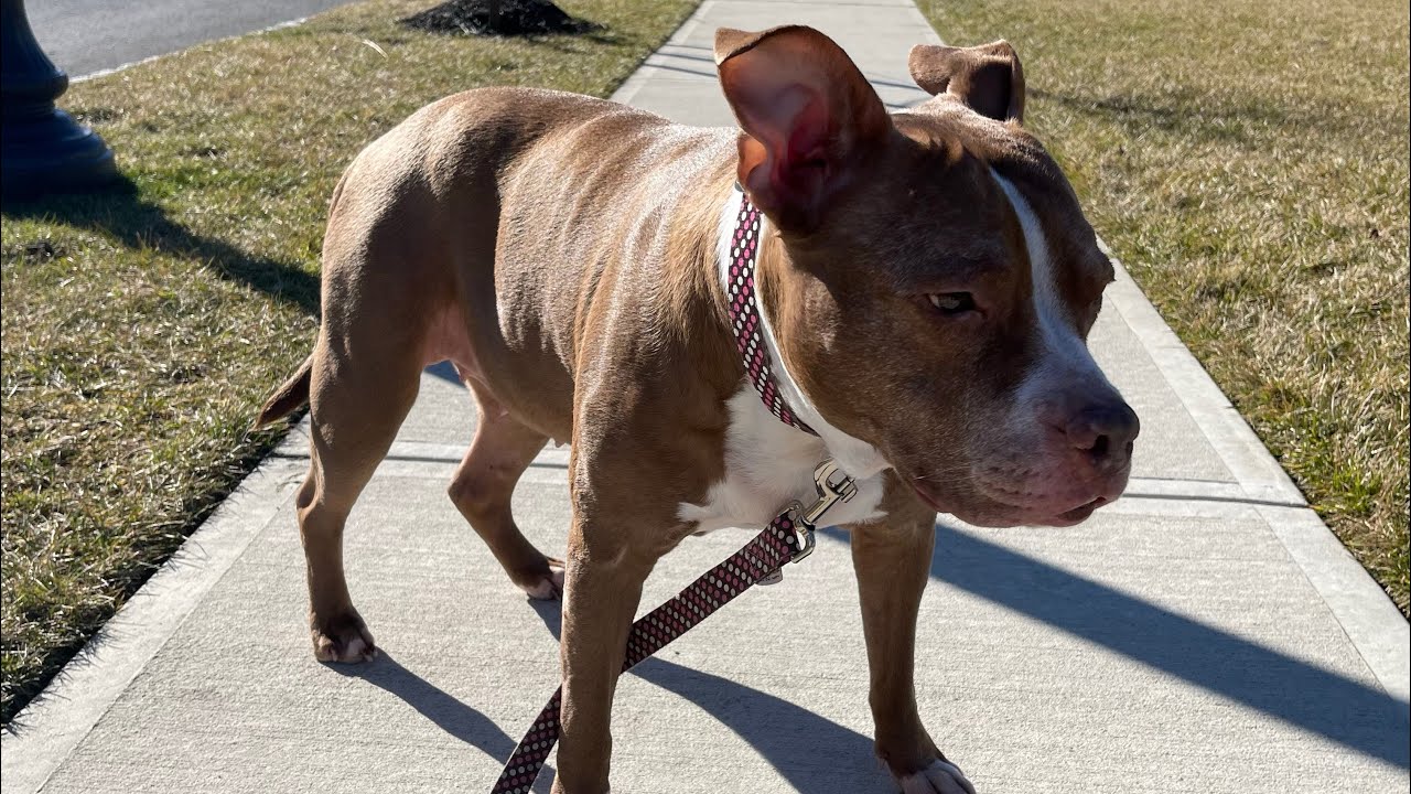 Ginger The Best Ever Pitbull Takes A Walk - YouTube
