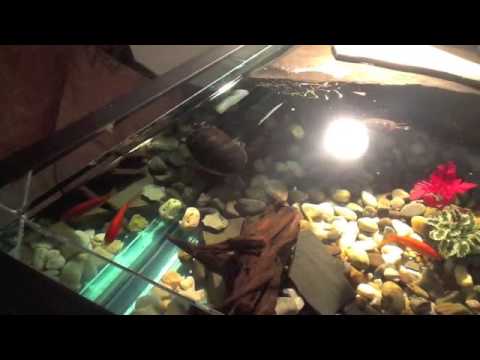 4 foot square custom turtle tank - YouTube
