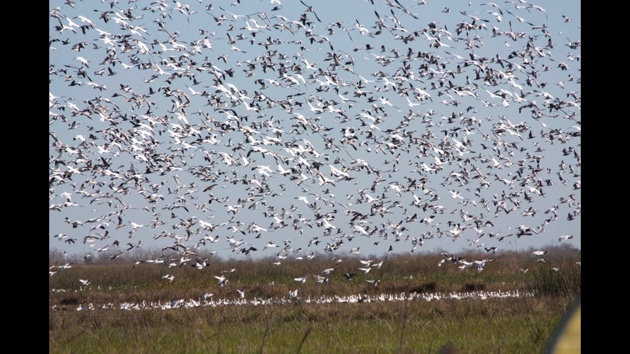 Cameron Prairie Geese - YouTube