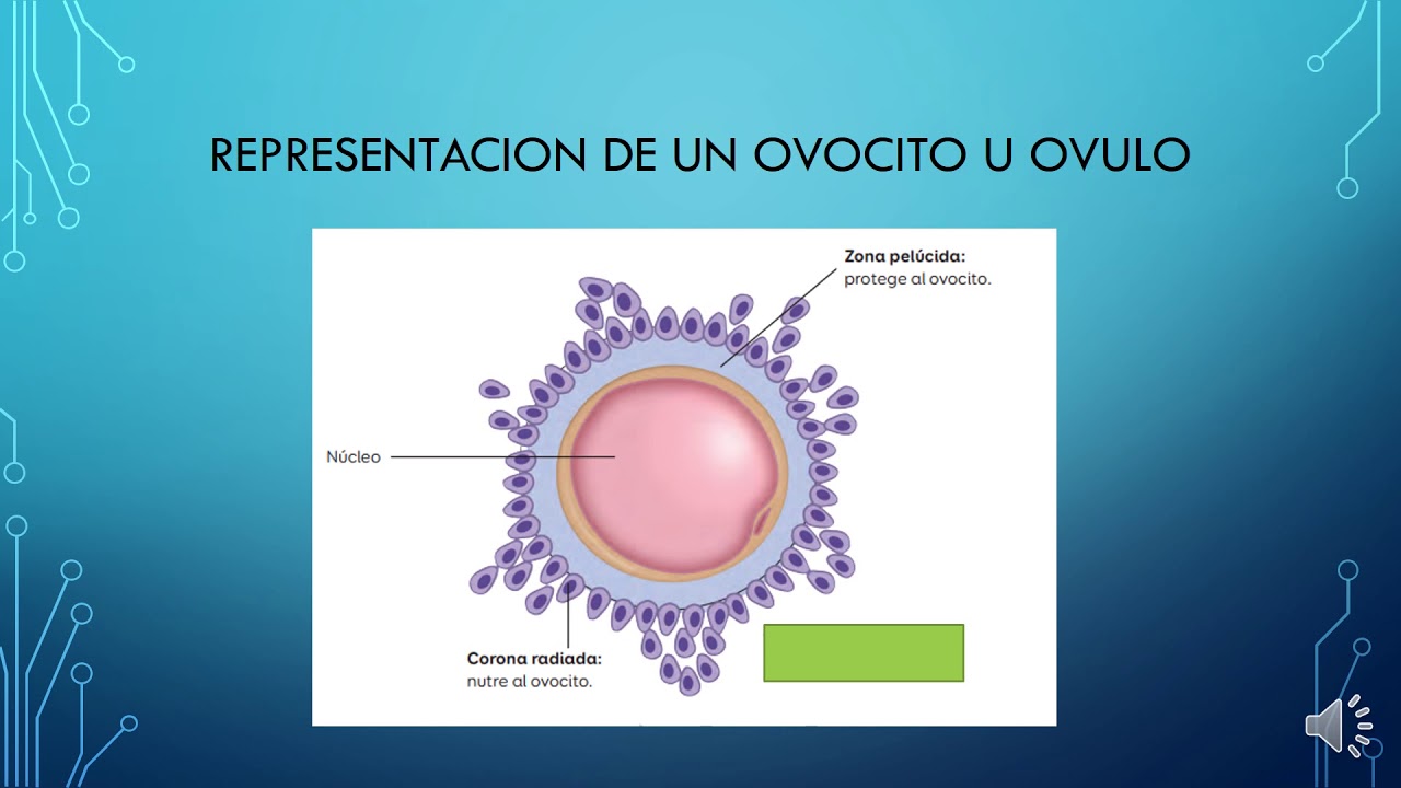 Cápsula 2 C. naturales 7° Básico " FORMACIÓN DE UN NUEVO INDIVIDUO ...