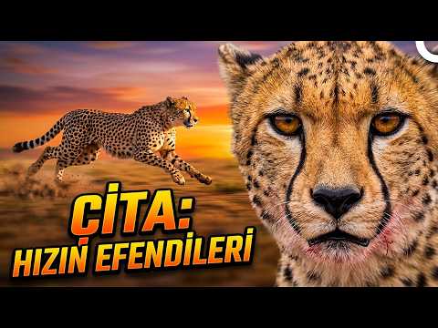 EN HIZLILAR: Doğanın Kusursuz Koşucuları | 4K - Türkçe Dublaj Belgesel