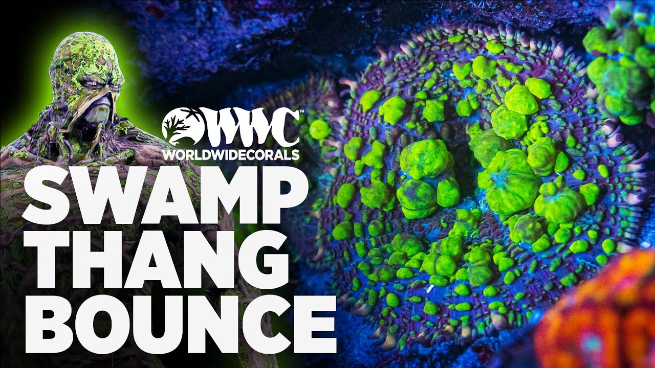 WWC New Release - Swamp Thang Bounce - YouTube