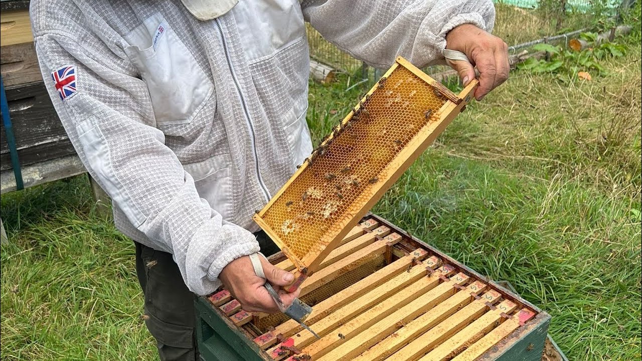 Beginner’s Day experience at Honeybee Hive keeping, with Arms Apiaries - YouTube